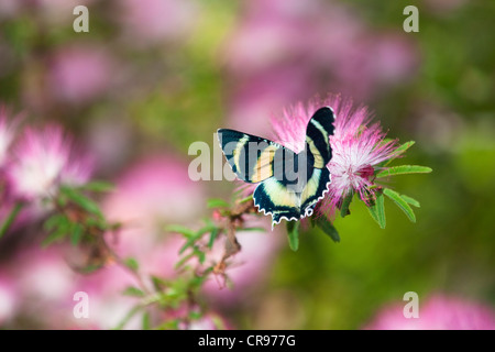 North Queensland Day Moth (Alcides metaurus), flying, Australia ...