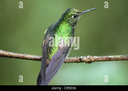 humming bird sitting on a branch Stock Photo - Alamy