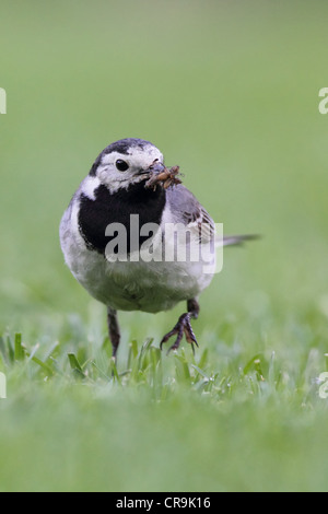 wagtail, white wagtail (Motacilla alba), feeding fledged juveniles ...