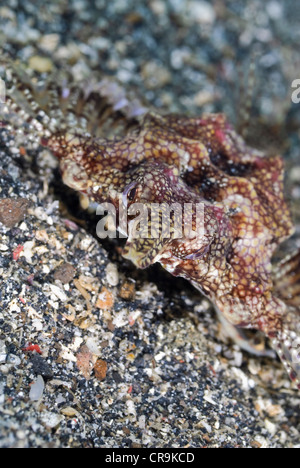 Pegasus Sea Moth (Eurypegasus draconis) adult close-up of head crawling ...