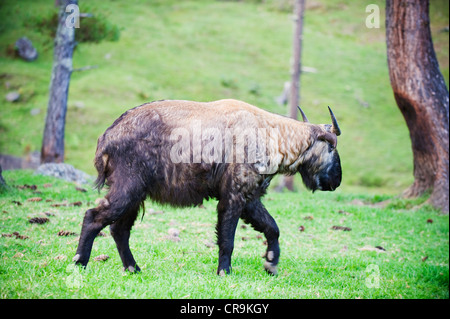 Takin, national animal of Bhutan, Motithang Takin Preserve, Thimphu ...