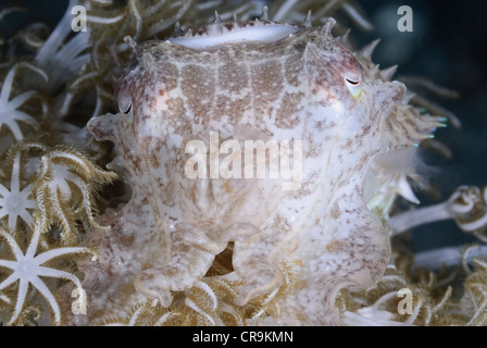 A juvenile Broadclub cuttlefish, Ascarosepion latimanus, takes shelter ...