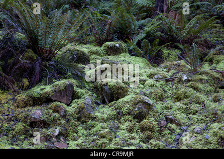 Myrtle Forest in Tasmania, Australia Stock Photo - Alamy