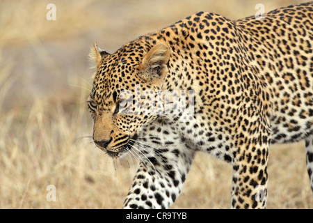 Leopard portrait Male leopard Stock Photo - Alamy