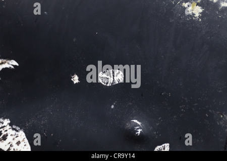 Juvenile Humpback whale skin close up Stock Photo - Alamy