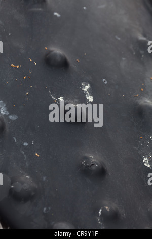 Juvenile Humpback whale skin close up Stock Photo - Alamy
