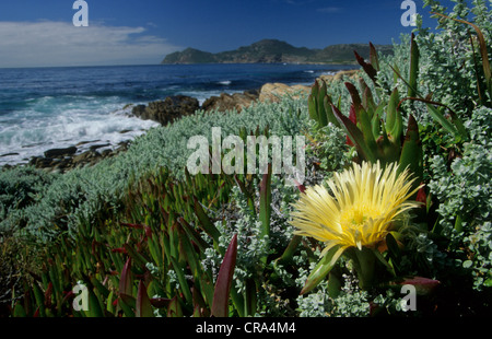 Close-up of Cape Fig (Carpobrotus deliciosus) flowers growing in ...