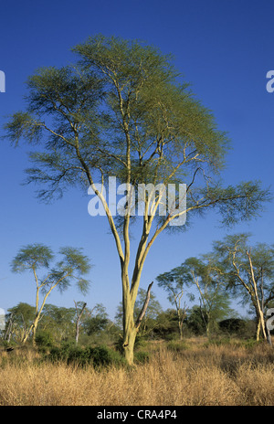 Fever Tree, Acacia xanthophloea, Fabaceae, South Africa Stock Photo - Alamy