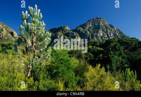 Rare Silver Tree, Leucadendron argenteum, which only grows wild on the ...