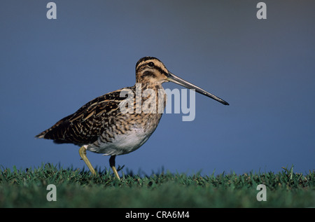 African Snipe Gallinago nigripennis Stock Photo - Alamy