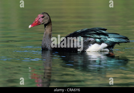Spur-winged goose (Plectropterus gambensis). standing on edge of ...