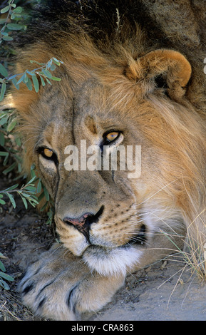 lion (Panthera leo) portrait from close-up and side of head blending in ...