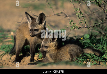 Bat-eared fox pups at the den entrance, one an albino, Mara Naboisho Conservancy Kenya Africa ...