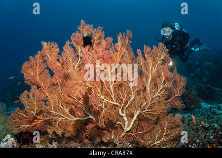 Sea fan, Melithaea sp., with feather stars, Basilometra boschmai , Alor ...