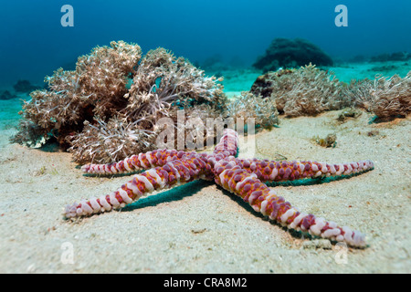 Banded Bubble Starfish or Warty Starfish (Echinaster callosus), Sabang ...