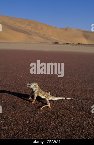 Africa, Namibia, Shovel-snouted lizard in namib desert Stock Photo - Alamy