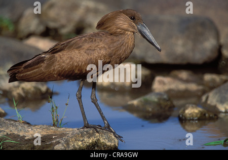 Hamerkop in Kruger National park, South Africa ; Specie Scopus umbretta ...
