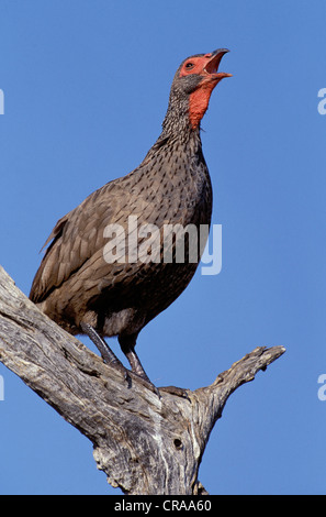 Swainson's spurfowl (Francolinus swainsonii), calling, Chobe National ...