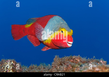 Mediterranean parrotfish, Sparisoma cretense, female, Santa Maria ...