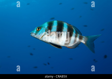 Zebra sea bream (Diplodus cervinus Stock Photo - Alamy