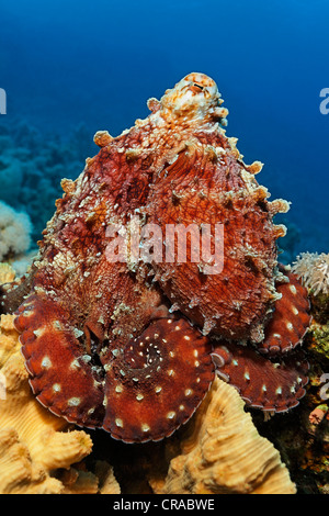 Underwater photo of the Big red octopus sitting on the coral, using its ...