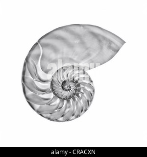 Cross Section of a Chambered Nautilus Seashell Showing Chambers and ...
