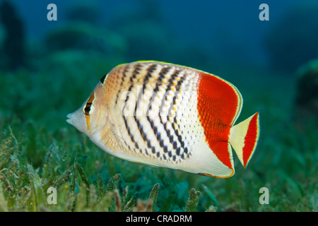 Red Sea Eritrean or Crown butterflyfish[Chaetodon paucifasciatus ...