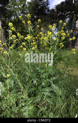 Woad (Isatis tinctoria) in flower on the roadside in France. This plant ...