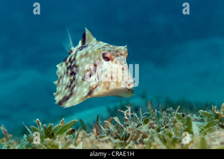 Humpback Turretfish (Tetrosomus gibbosus Stock Photo - Alamy