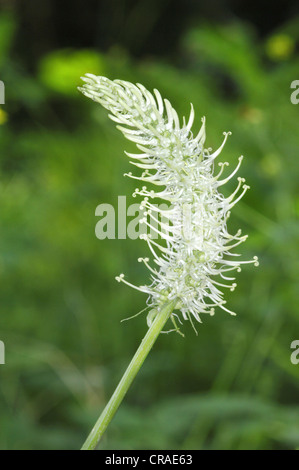 Phyteuma spicatum, the spiked rampion, is a plant in the Campanulaceae ...