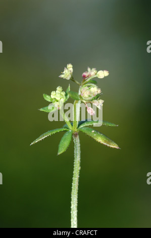 WALL BEDSTRAW Galium parisiense (Rubiaceae Stock Photo - Alamy