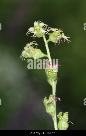 Fringecups - Tellima grandiflora Stock Photo - Alamy