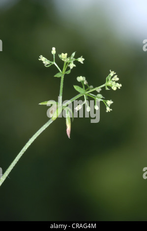 WALL BEDSTRAW Galium parisiense (Rubiaceae Stock Photo - Alamy