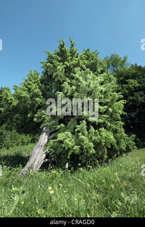 Juniper (Juniperus communis) tree with flowers, a native conifer ...