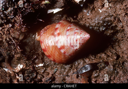 Painted topshell (Calliostoma zizyphinum: Trochidae) on the lower shore ...