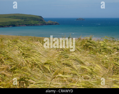 Wheat field Cornwall England UK Europe Stock Photo - Alamy