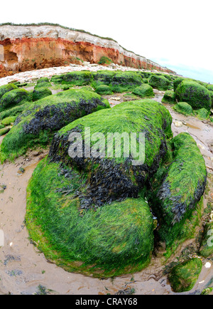 Large weed covered boulders on a remote Scottish Beach Stock Photo - Alamy
