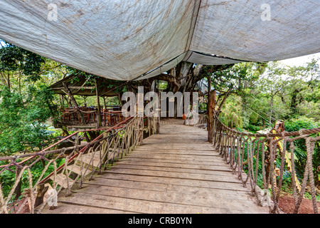 Restaurant in a huge Mugumo-Fig Tree, Sacred Fig or Bo-Tree (Ficus ...