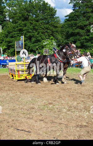 Horse competition, cart horses, Haflinger horses and horse breeders ...
