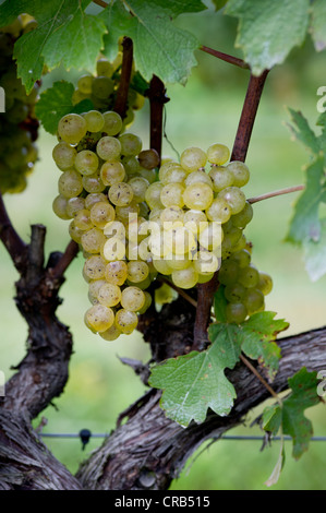 Green grapes on the vine with leaves and select focus Stock Photo - Alamy