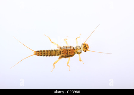 Larva of a Stonefly (Plecoptera), larva living under water Stock Photo ...