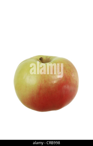 apple (Malus domestica Stock Photo - Alamy
