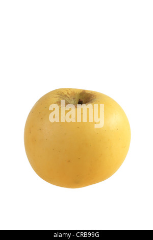 Golden Apple, malus domestica, Fruits against White Background Stock ...