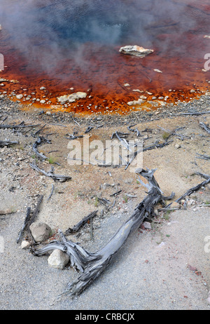 Echinus Spring in the Norris Geyser Basin, Yellowstone National Park ...
