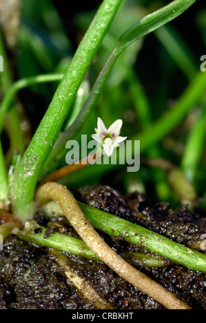 Mudwort (Limosella aquatica): flowering plant and floral segments ...