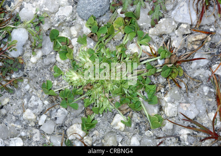 Suffocated Clover - Trifolium suffocatum Stock Photo - Alamy