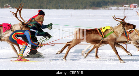 Reindeer racing in Inari, Lapland, Finland Stock Photo - Alamy