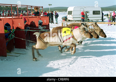 Reindeer racing in Inari, Lapland, Finland Stock Photo - Alamy