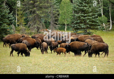 Beefalos or Cattalos, a crossbreed between North American Bison (Bison ...
