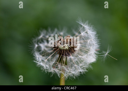 flying, dandelion, seed, fly, to fly, dandelions, löwenzahn font, crob ...